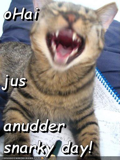 oHai jus anudder snarky day! - Lolcats - lol | cat memes | funny cats ...