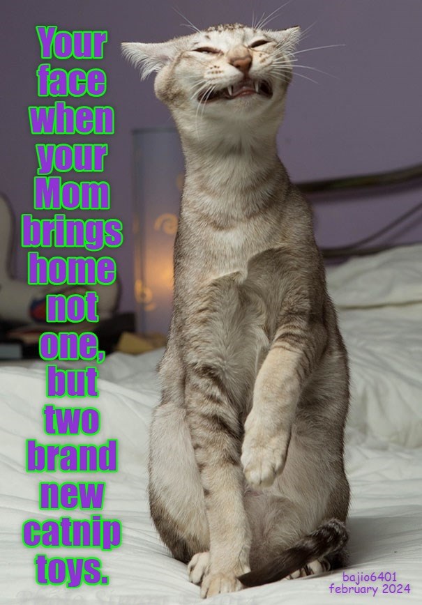 Happy kitty - Lolcats - lol | cat memes | funny cats | funny cat ...