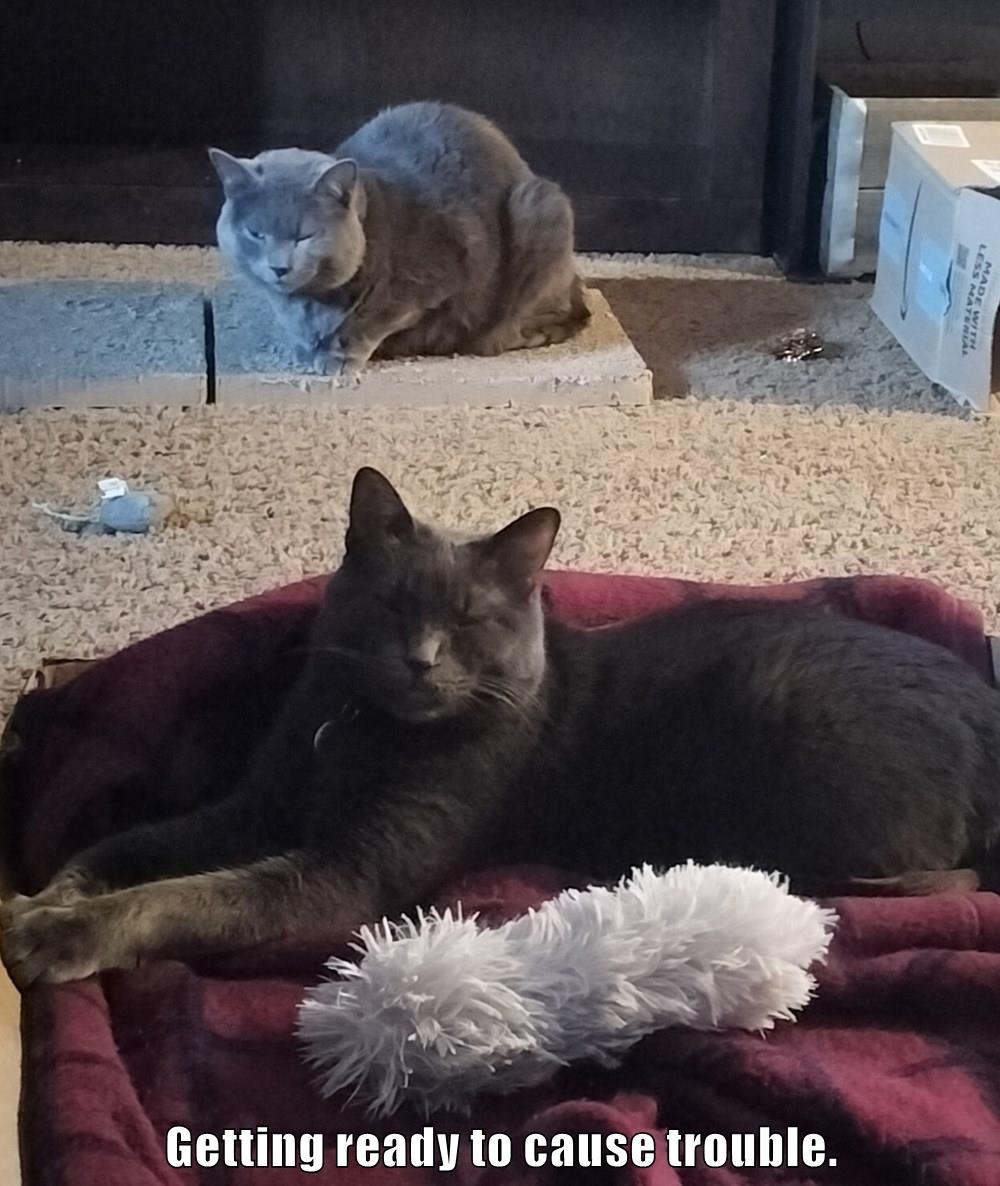 Getting ready to cause trouble. - Lolcats - lol | cat memes | funny ...
