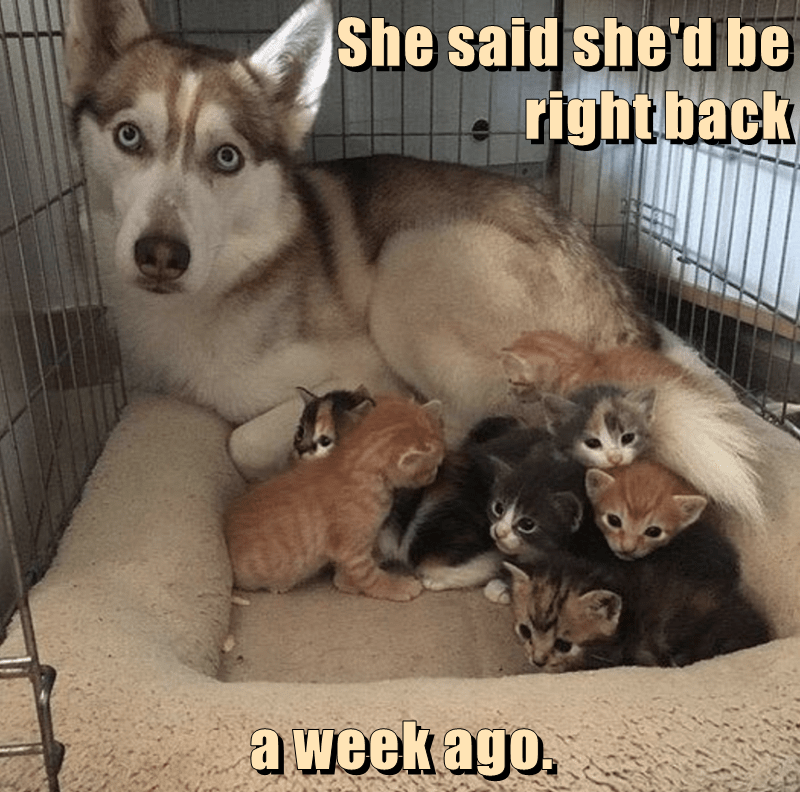 Need help - Lolcats - lol | cat memes | funny cats | funny cat pictures ...