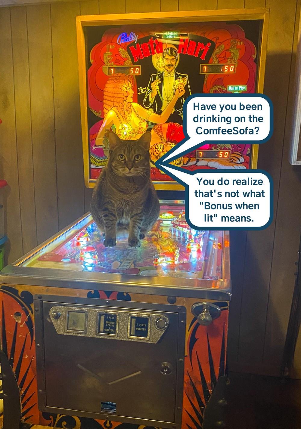 Bonus when lit - Lolcats - lol | cat memes | funny cats | funny cat ...