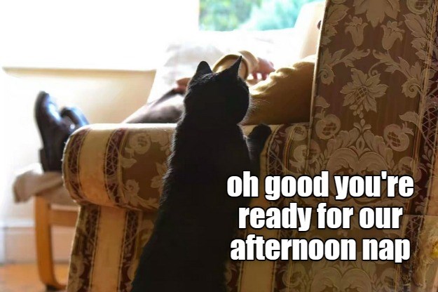 Naptime - Lolcats - lol | cat memes | funny cats | funny cat pictures ...