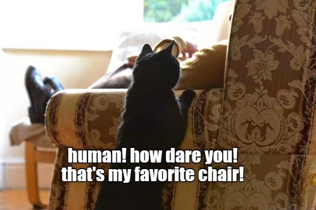 Favorite chair - Lolcats - lol | cat memes | funny cats | funny cat ...
