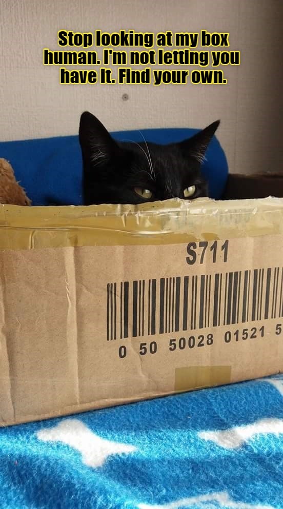 Find your own - Lolcats - lol | cat memes | funny cats | funny cat ...