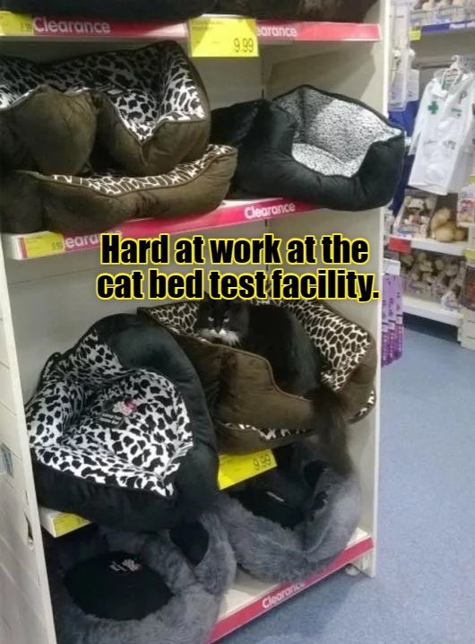 Hard at work at the CBTF - Lolcats - lol | cat memes | funny cats ...