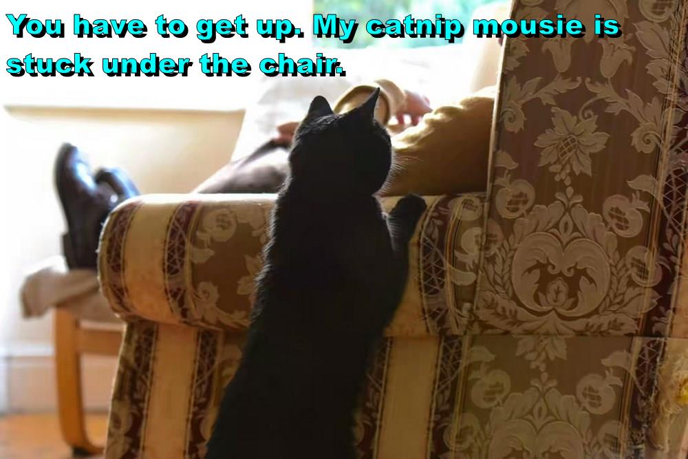 Need some help - Lolcats - lol | cat memes | funny cats | funny cat ...