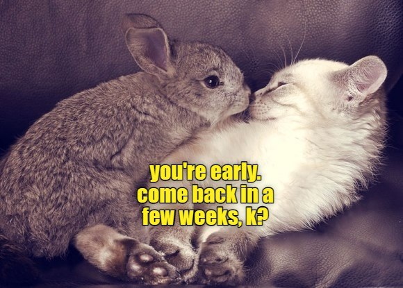 Early - Lolcats - lol | cat memes | funny cats | funny cat pictures ...