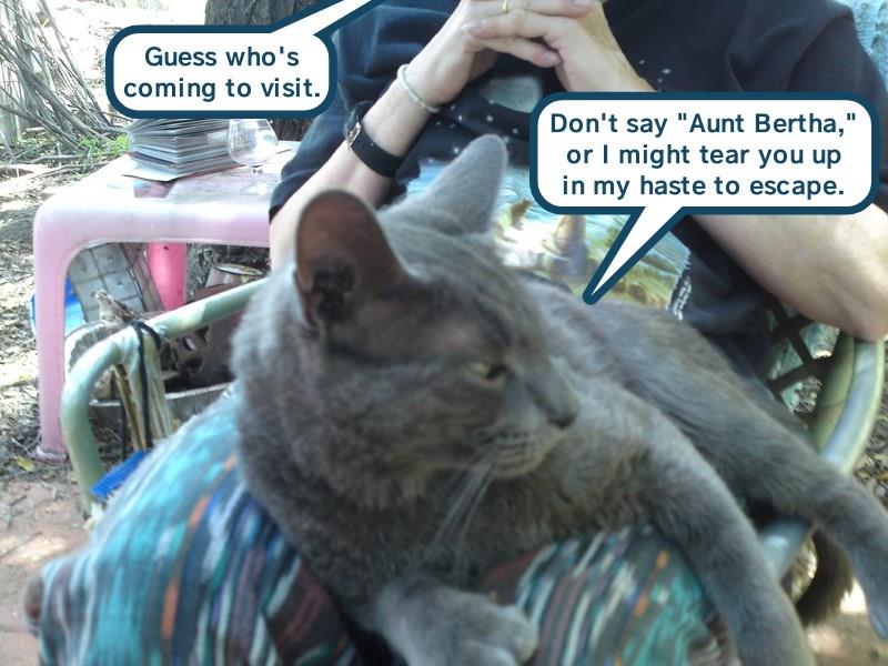 Cat unapproved - Lolcats - lol | cat memes | funny cats | funny cat ...