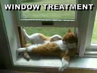 Window treatment - Lolcats - lol | cat memes | funny cats | funny cat ...