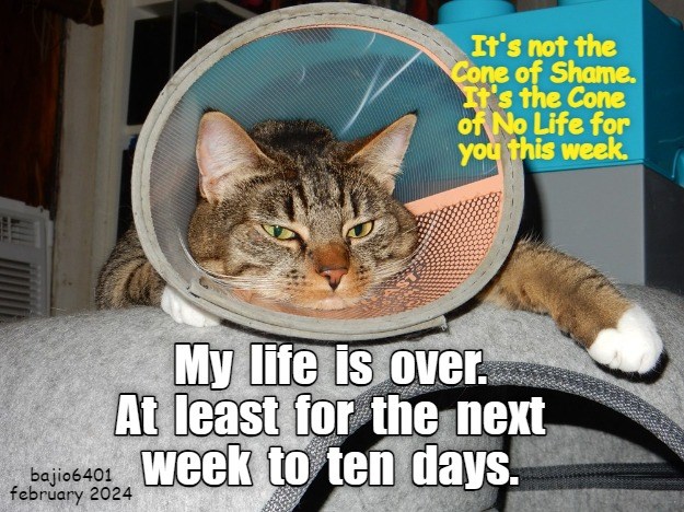 Sad kitteh - Lolcats - lol | cat memes | funny cats | funny cat ...