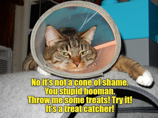 Treat catcher - Lolcats - lol | cat memes | funny cats | funny cat ...