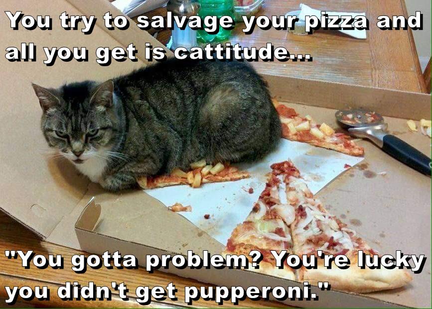 Cattitude - Lolcats - lol | cat memes | funny cats | funny cat pictures ...