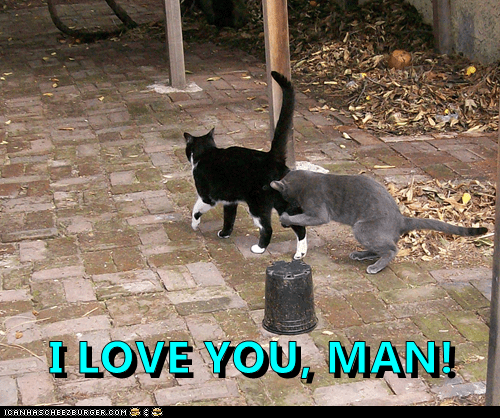Expressing love - Lolcats - lol | cat memes | funny cats | funny cat ...