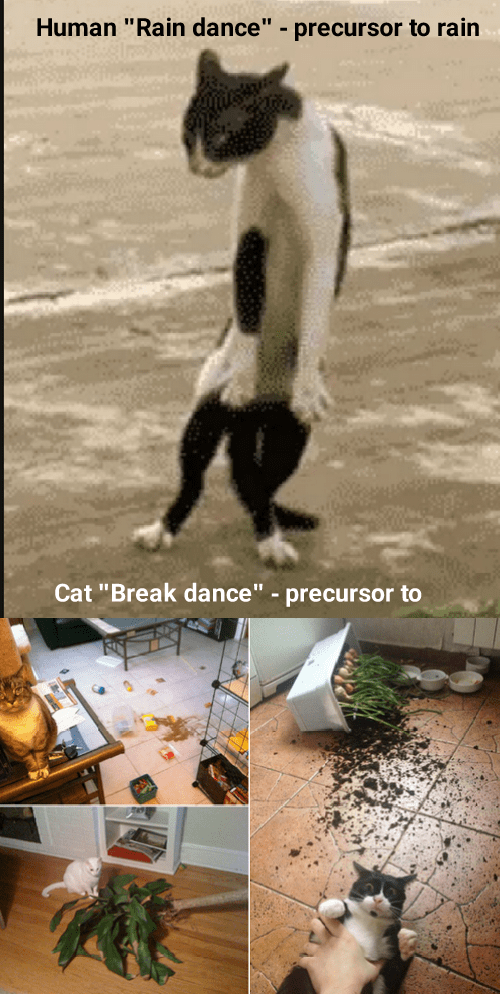 Break dancer - Lolcats - lol | cat memes | funny cats | funny cat ...