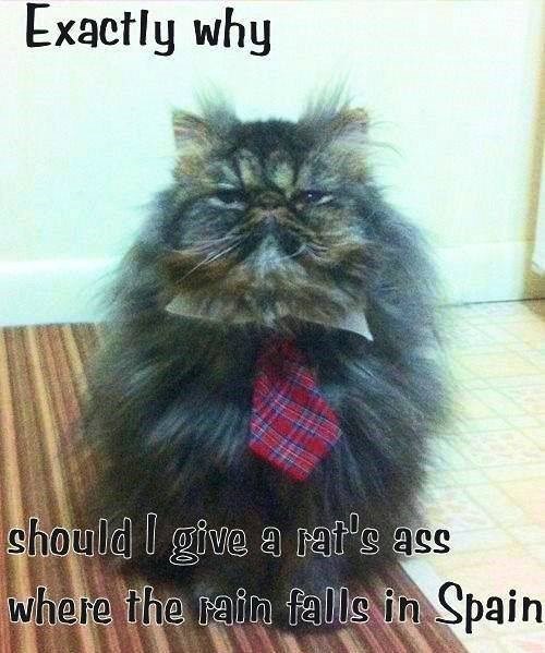 Meow is how I talk - Lolcats - lol | cat memes | funny cats | funny cat ...