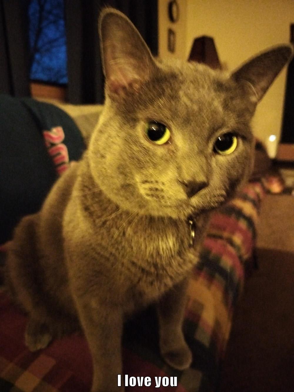 I luv u - Lolcats - lol | cat memes | funny cats | funny cat pictures ...