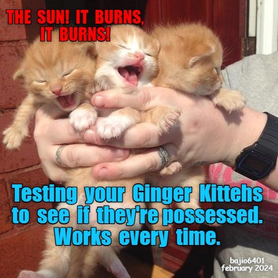 Ginger kittehs - Lolcats - lol | cat memes | funny cats | funny cat ...