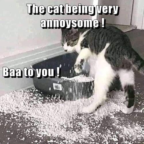 Baaa - Lolcats - lol | cat memes | funny cats | funny cat pictures with ...