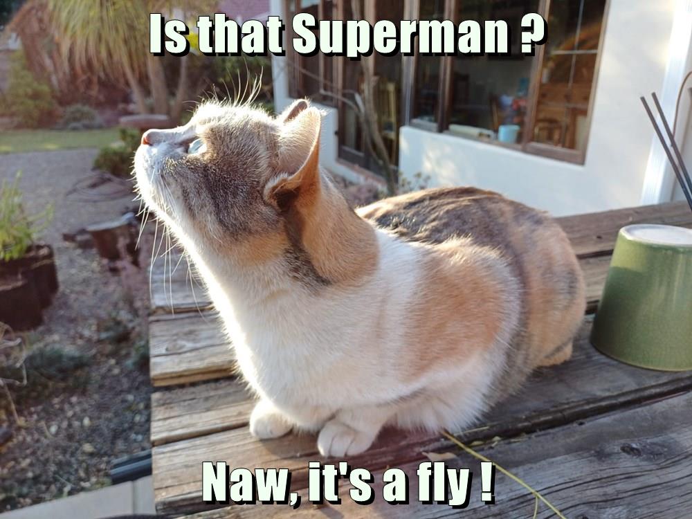 It's a fly - Lolcats - lol | cat memes | funny cats | funny cat ...