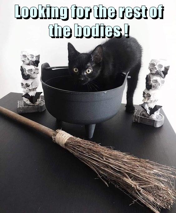 Witchcraft - Lolcats - lol | cat memes | funny cats | funny cat ...