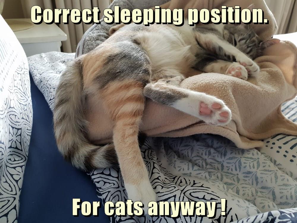 Comfy as heck - Lolcats - lol | cat memes | funny cats | funny cat ...