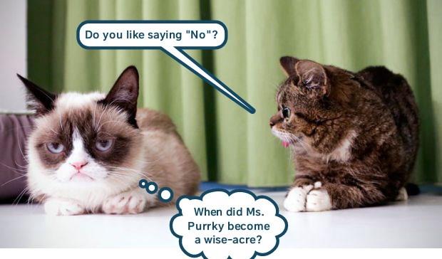 Lil BUB plays 'gotcha' - Lolcats - lol | cat memes | funny cats | funny ...