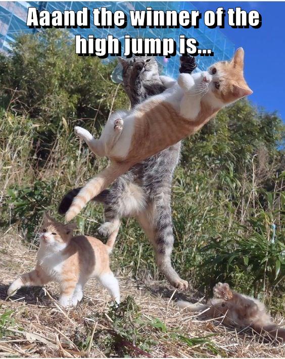 Aaand the winner of the high jump is... - Lolcats - lol | cat memes ...