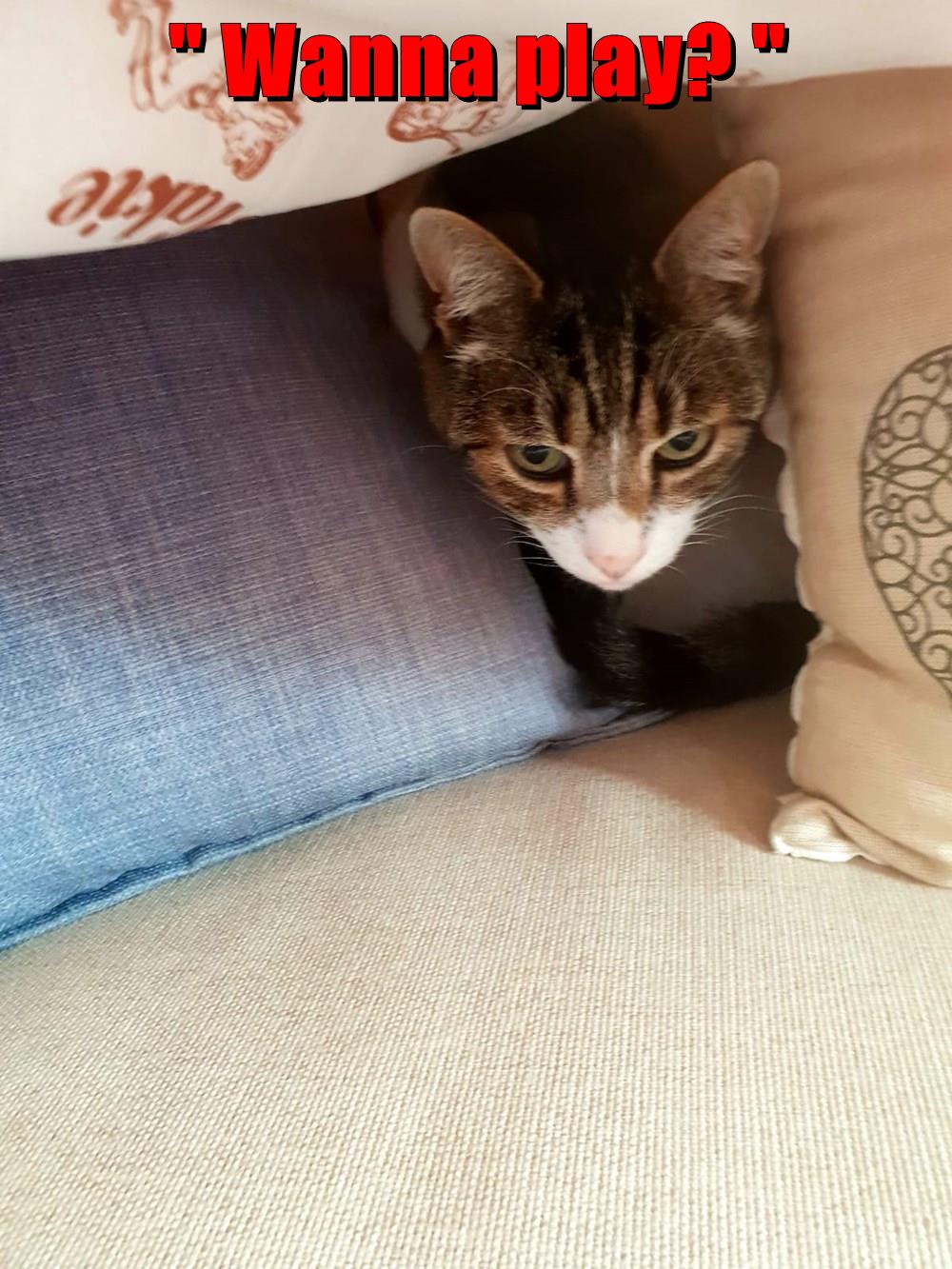 Playtime! - Lolcats - lol | cat memes | funny cats | funny cat pictures ...