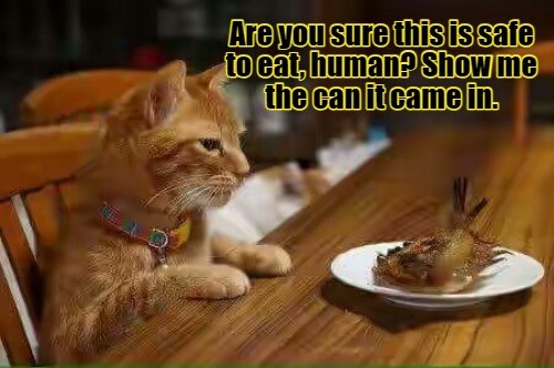I only eat proper food from a proper can - Lolcats - lol | cat memes | funny cats | funny cat ...