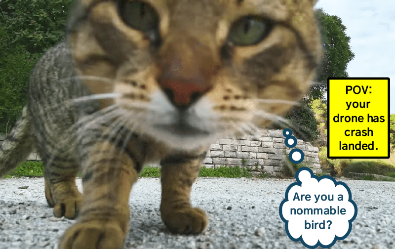 Piquing cat's curiosity - Lolcats - lol | cat memes | funny cats ...