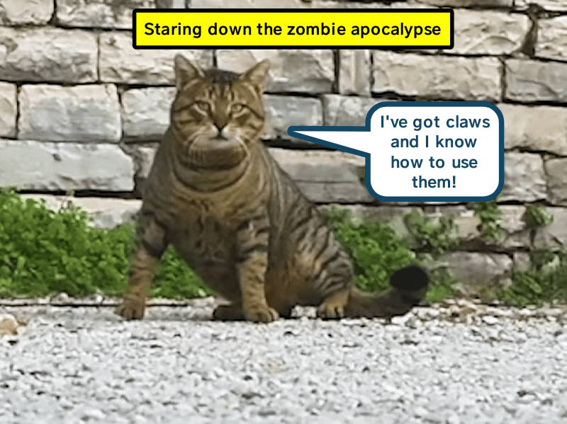 I will survive - Lolcats - lol | cat memes | funny cats | funny cat ...