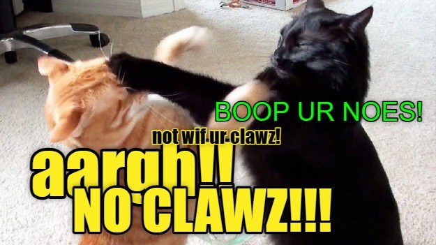 Boop - Lolcats - lol | cat memes | funny cats | funny cat pictures with ...