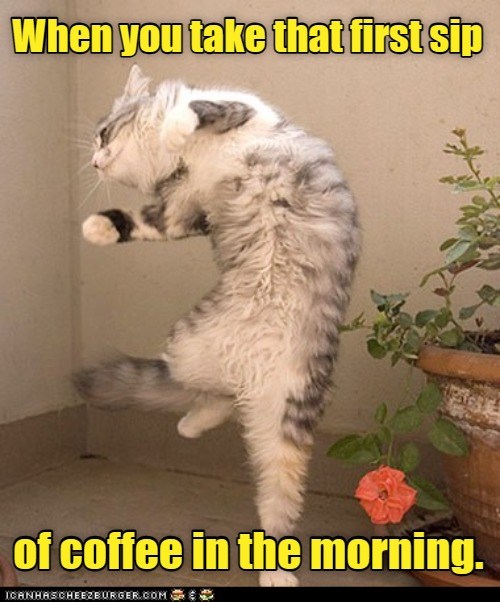 Coffee zoomies - Lolcats - lol | cat memes | funny cats | funny cat ...