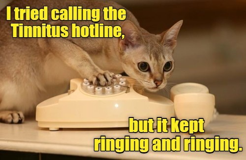 Will the ringing ever stop? - Lolcats - lol | cat memes | funny cats ...