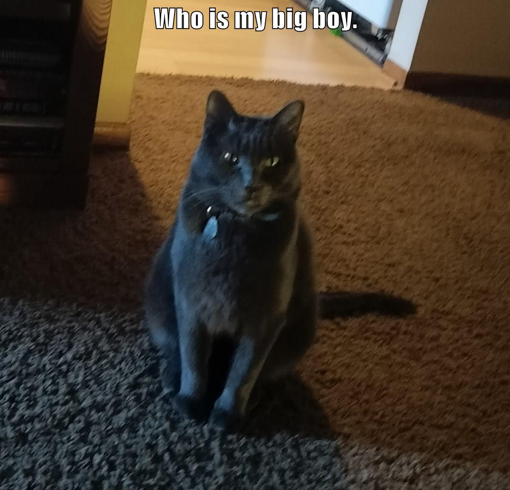 Big boy - Lolcats - lol | cat memes | funny cats | funny cat pictures ...