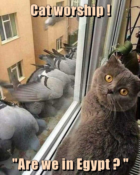 Egypt - Lolcats - lol | cat memes | funny cats | funny cat pictures ...