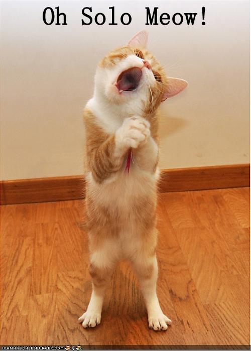 Solo meow! - Lolcats - lol | cat memes | funny cats | funny cat ...