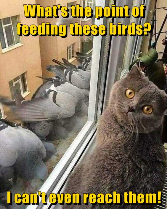 So close but so far - Lolcats - lol | cat memes | funny cats | funny ...