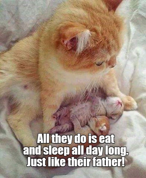 As proper cats do - Lolcats - lol | cat memes | funny cats | funny cat pictures with words on ...