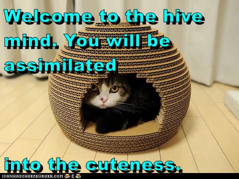 Welcome to the hive mind - I Can Has Cheezburger?