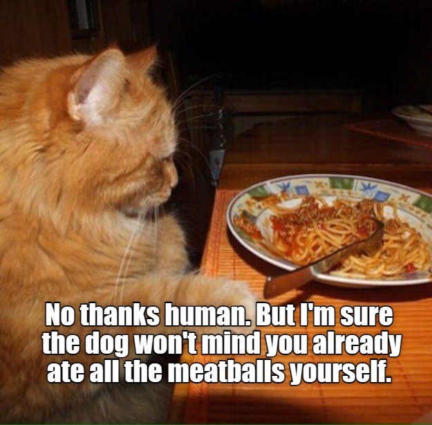 The dog will eat anything - Lolcats - lol | cat memes | funny cats ...