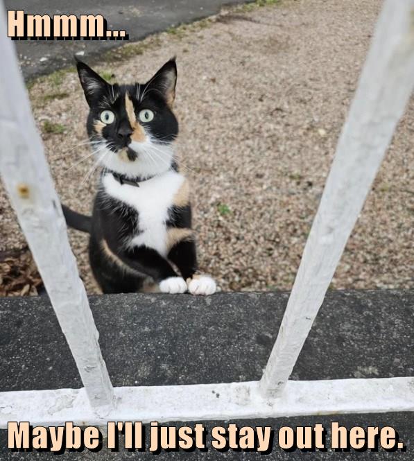 Hmmm - Lolcats - lol | cat memes | funny cats | funny cat pictures with ...