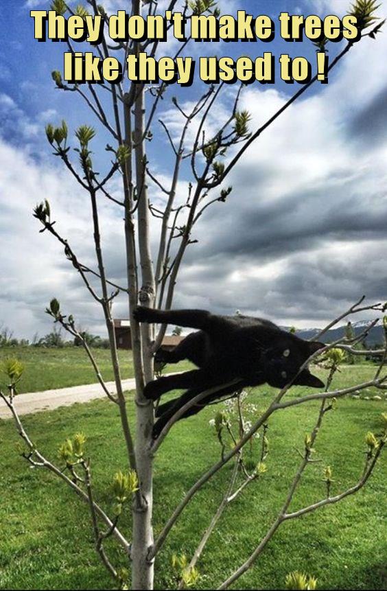 Cat tree - Lolcats - lol | cat memes | funny cats | funny cat pictures ...