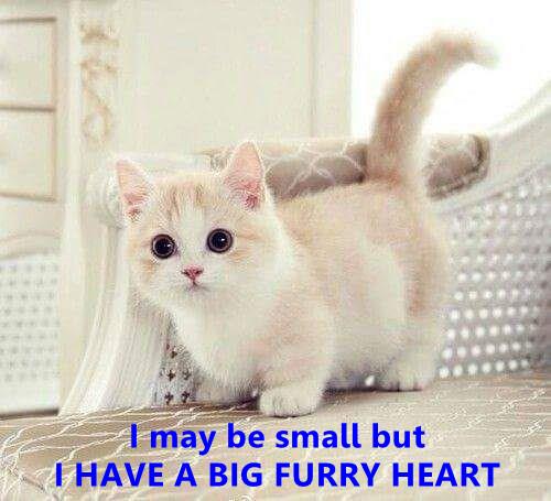 Smol - Lolcats - lol | cat memes | funny cats | funny cat pictures with ...