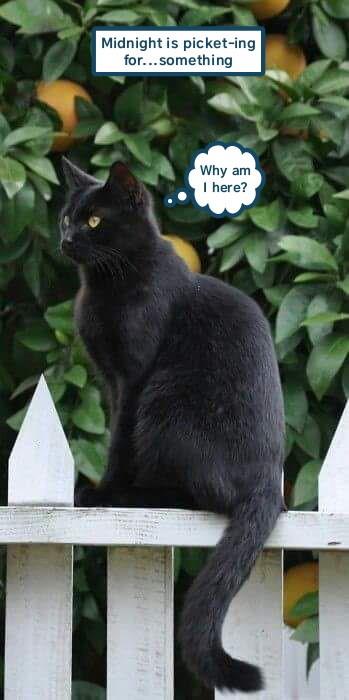 Why am I here? - Lolcats - lol | cat memes | funny cats | funny cat ...