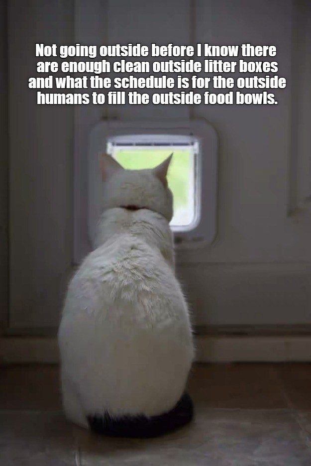 Not going outside - Lolcats - lol | cat memes | funny cats | funny cat ...