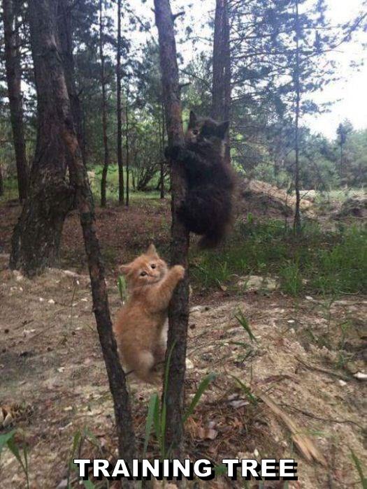 Training tree - Lolcats - lol | cat memes | funny cats | funny cat ...