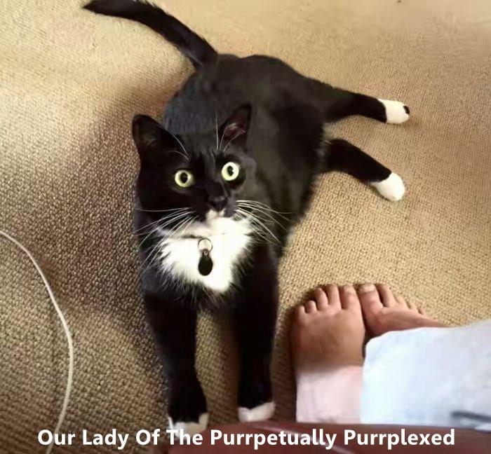 Purrpetually purrplexed - Lolcats - lol | cat memes | funny cats ...