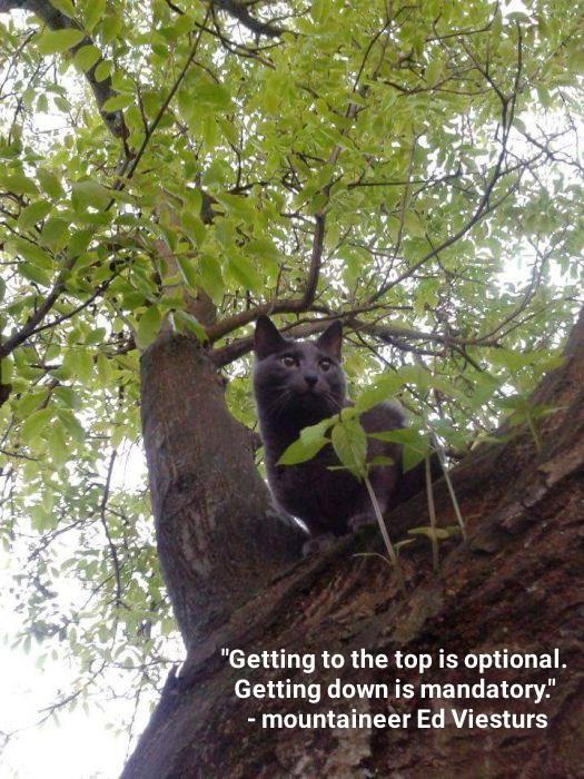 Heed this maxim, kitty - Lolcats - lol | cat memes | funny cats | funny ...