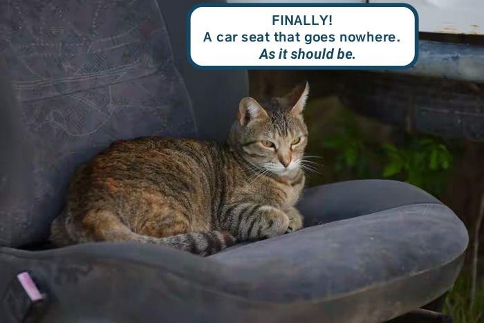 As it should be - Lolcats - lol | cat memes | funny cats | funny cat ...